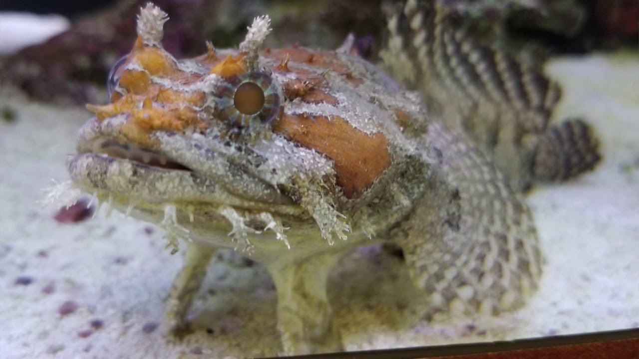 The Fish Guy has a new fan, and friend! - YouTube