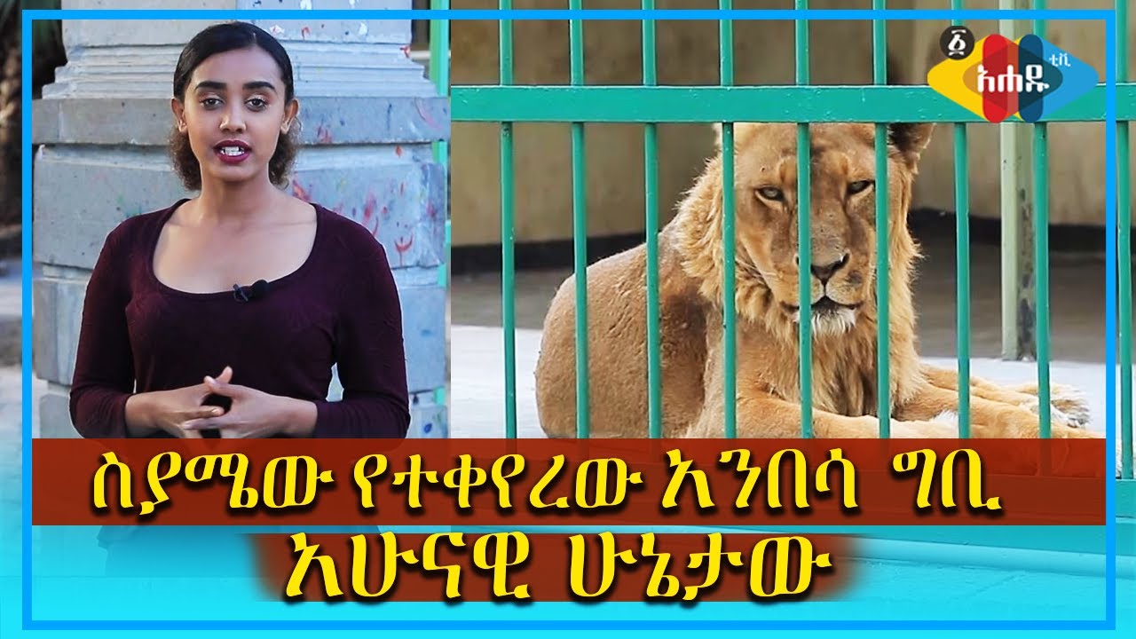 Ahadu TV : ስያሜው የተቀየረው አንበሳ ግቢ ከእድሳት በኋላ ምን ይመስላል በአሐዱ ቅኝት - YouTube