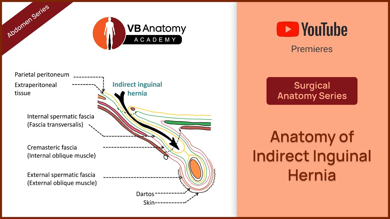 Anatomy of Indirect Inguinal Hernia | Abdomen Surgical Anatomy Series ...