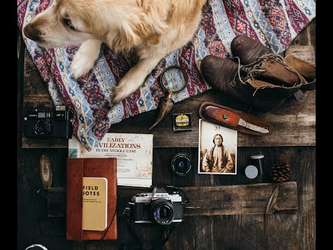 Animals Of The World 4K | Scenic | Wildlife | With Calming Music