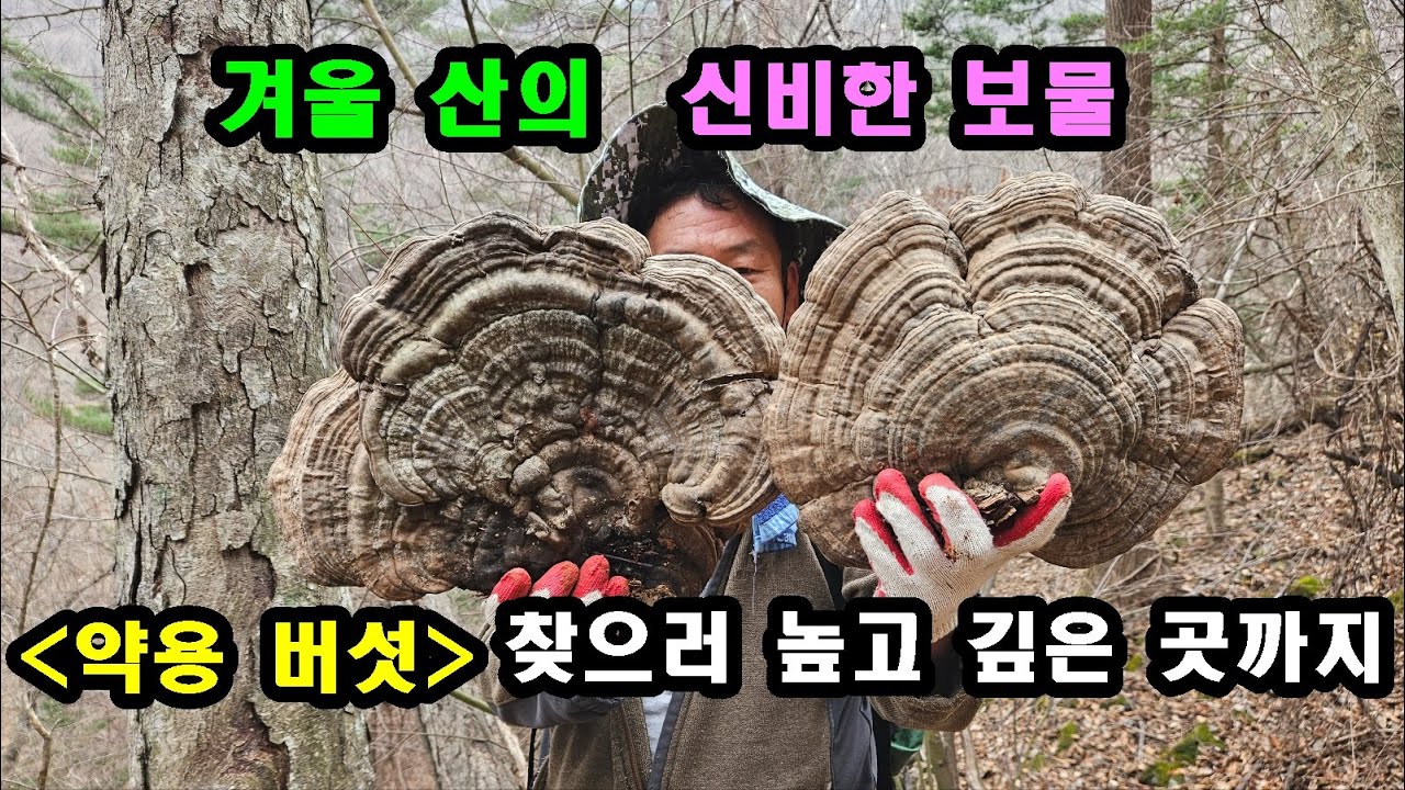 겨울 산의 신비한 보물 약용 버섯들이 있다 상황버섯 말굽버섯 잔나비불로초 구름버섯 말불버섯등 Youtube