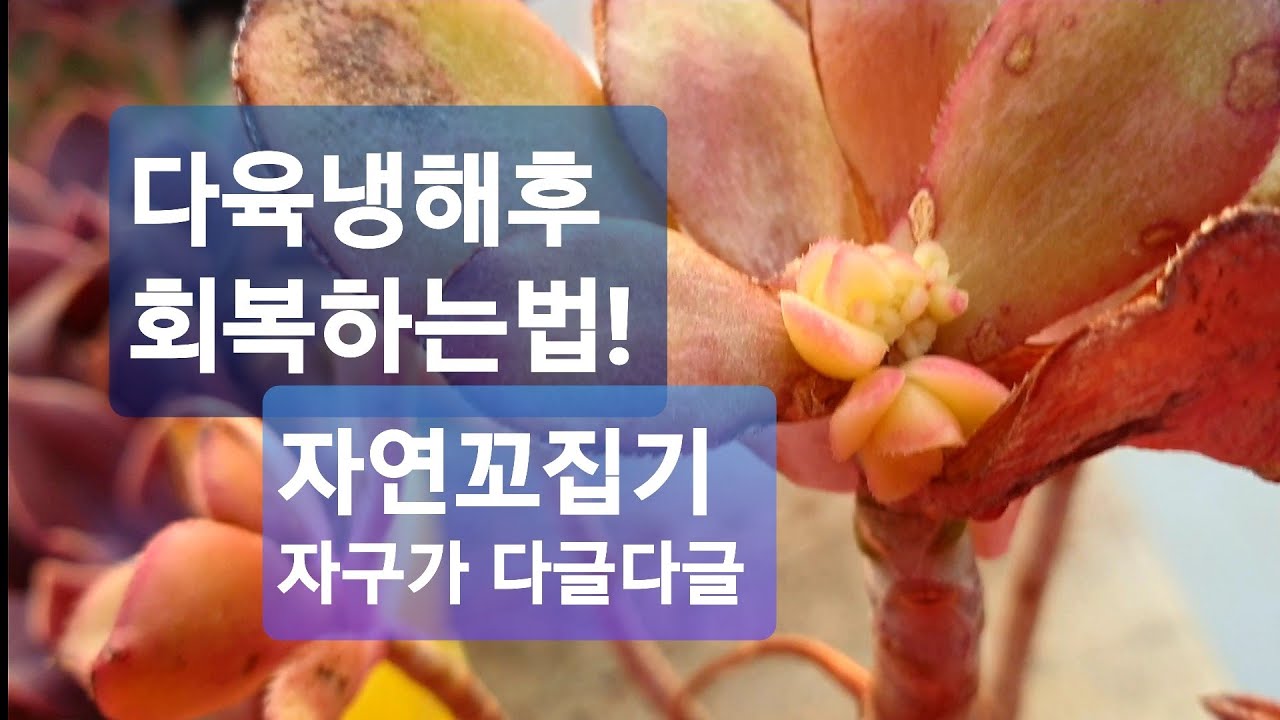 냉해입었던 다육 회복자연적심 자구가따글따글 냉해잘입는다육 냉해회복잘하는다육 다육이키우기 냉해자연꼬집기 까라솔키우기