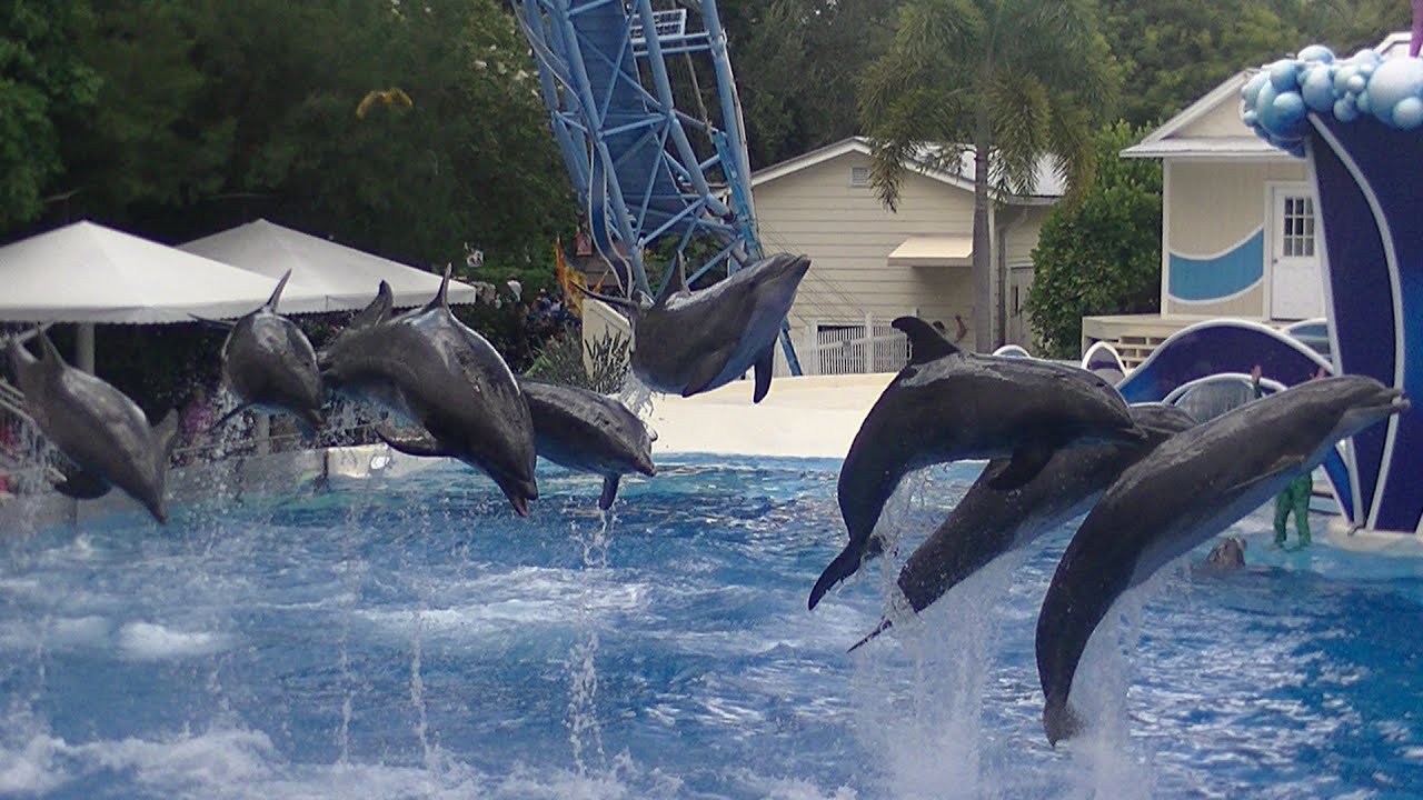 Blue Horizons featuring Pilot Whales - August 19, 2015 - SeaWorld ...