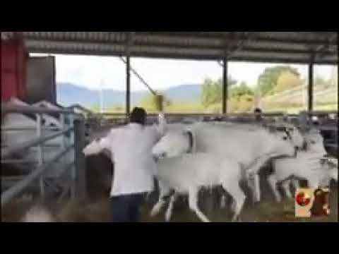 Vaca karateca - YouTube