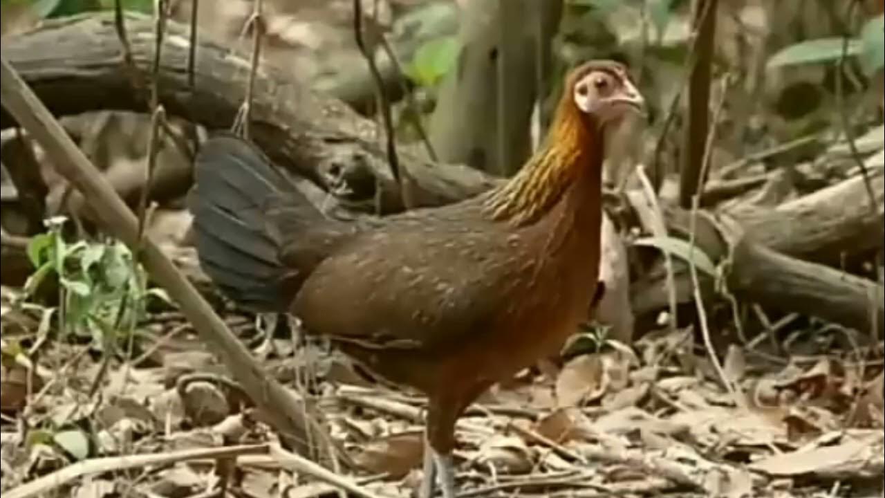 Poj qaib seev - YouTube