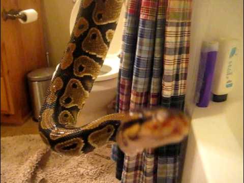 Ball Python Takes a Bath, Then Poops! - YouTube