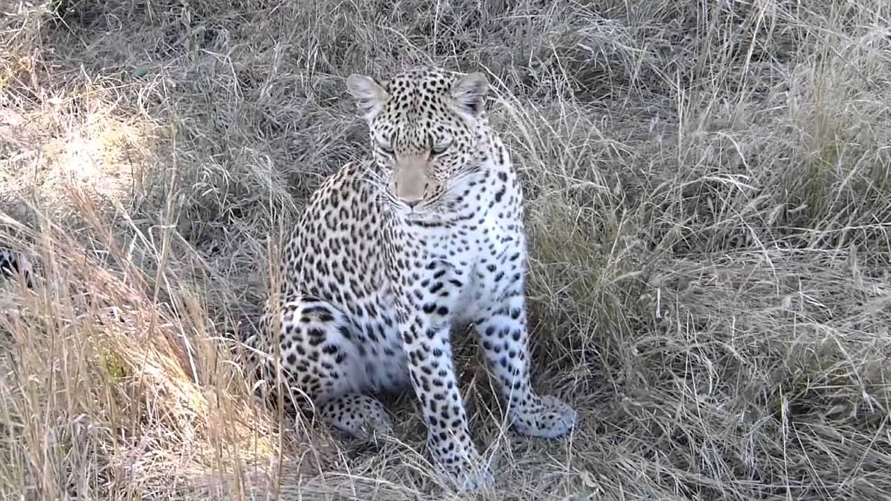 Mombo - Legadema (leopard) peeing & walking on path (April 2012) - YouTube