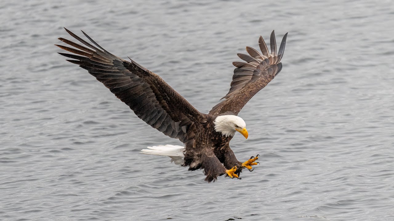 Bald Eagle Snagging a Fish, Coeur d'Alene Lake, Sony A1/Sony Alpha1, 4k ...