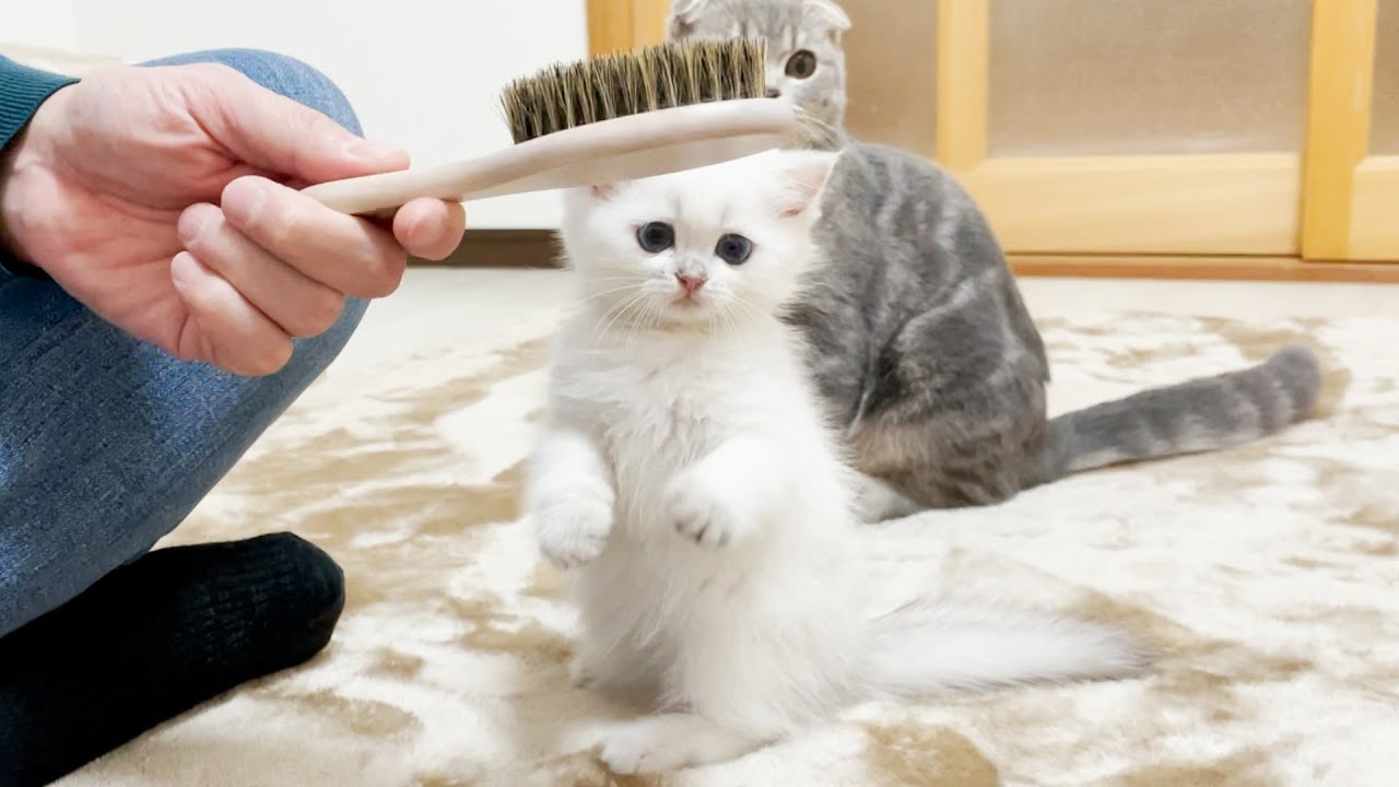 This kitten was so cute as he desperately tried to resist being brushed ...
