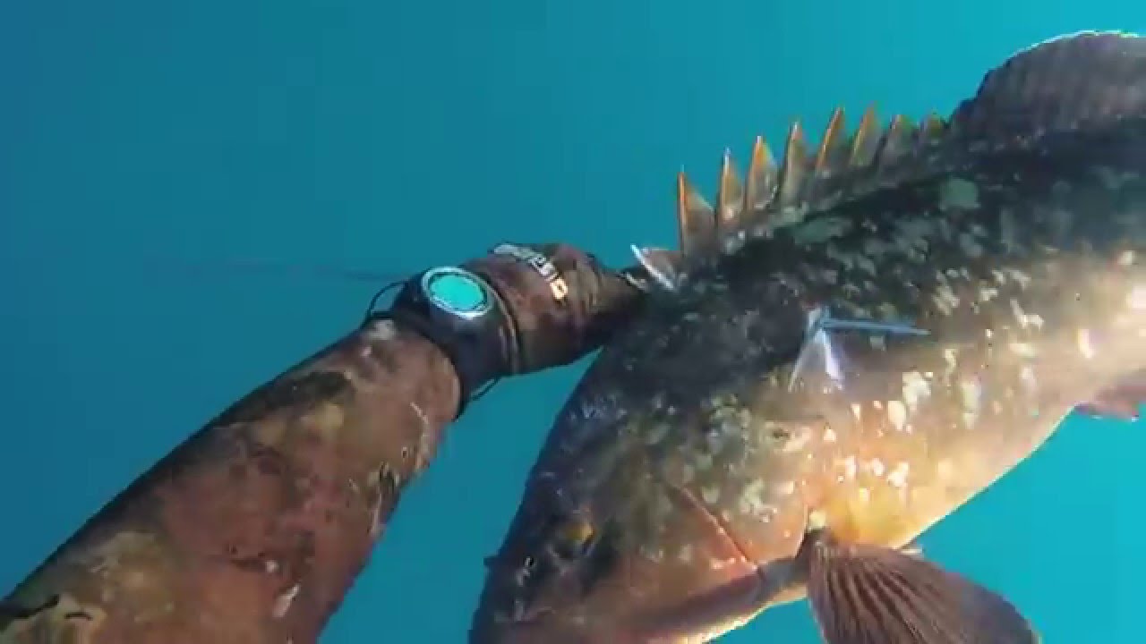 spearfishing groupers - YouTube