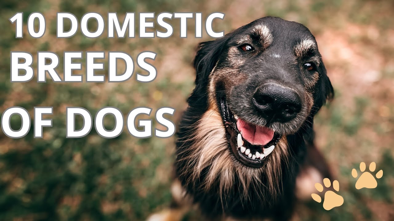 Our Complete Review of 10 Domestic dogs - YouTube