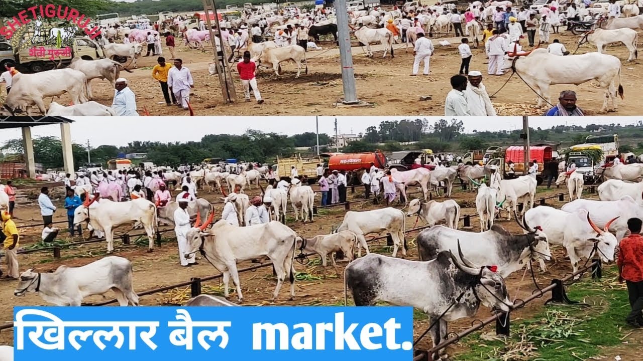 Khillar bail market / खिल्लार बैल मार्केट. - YouTube
