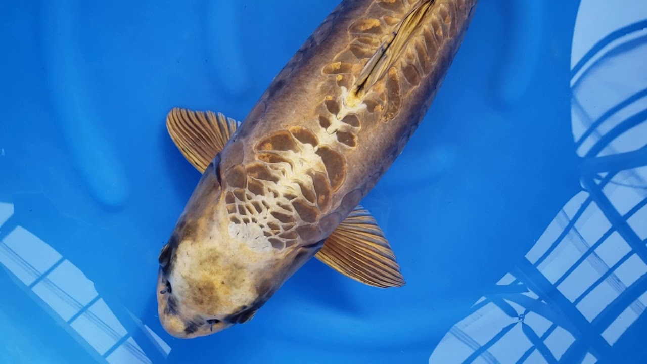 Rarest Gold koi 65cm owned by KoifishIndia Nishikigoi in Japan - YouTube