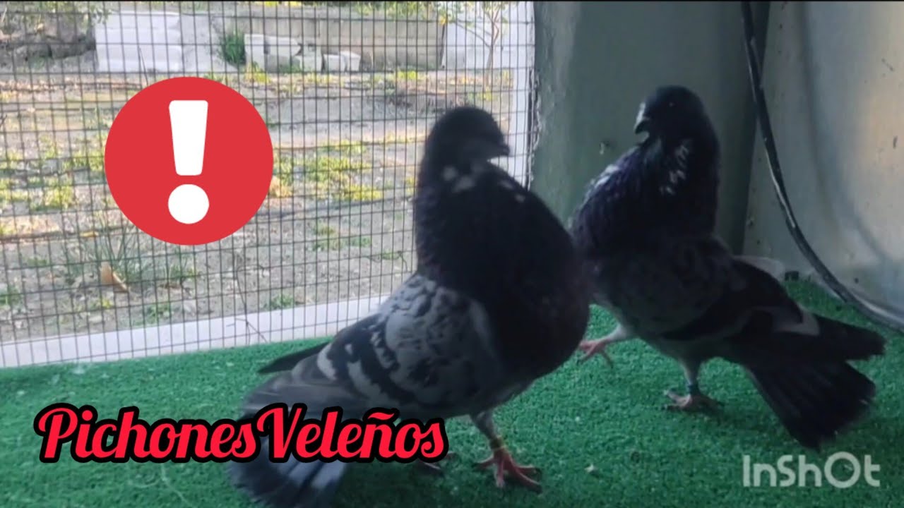 Palomas Buchonas Españolas, pareja de Veleños pinturreados. - YouTube