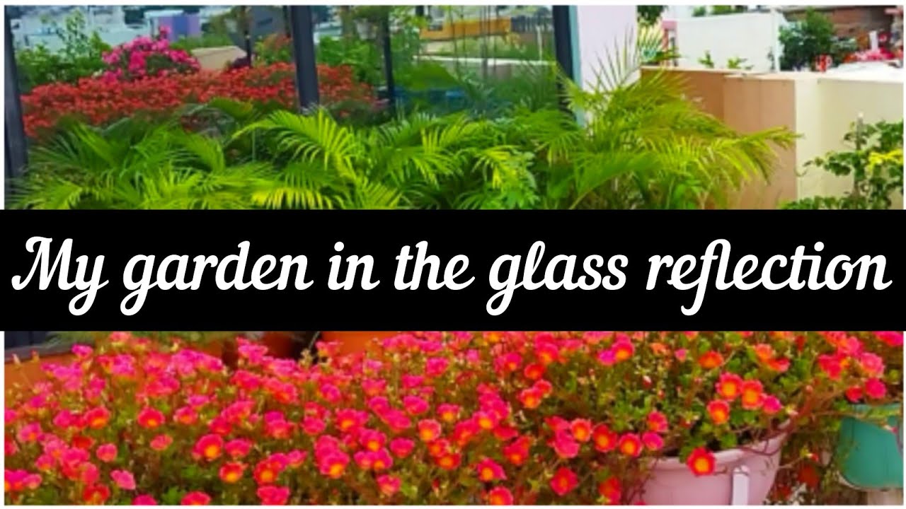 My beautiful garden in the glass reflection view @madhurisgarden3544 ...