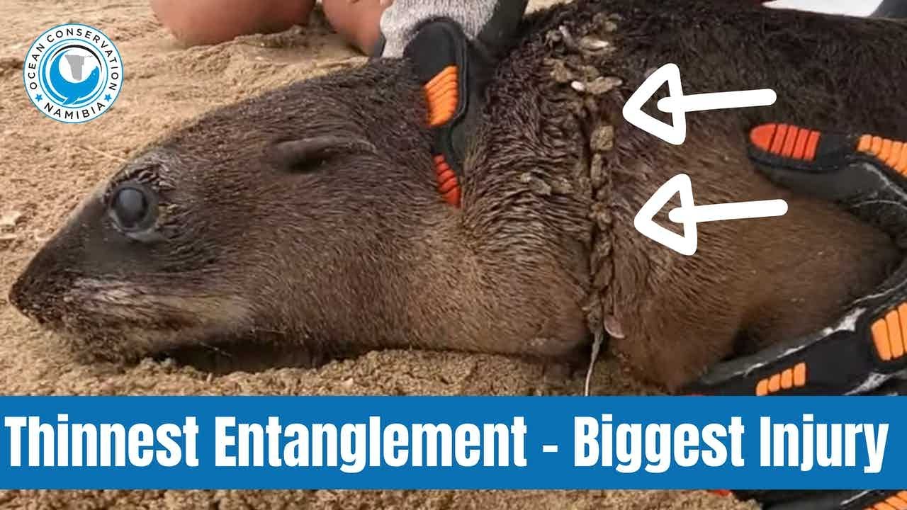 Thinnest Entanglement causes Biggest Injury to Seal - YouTube