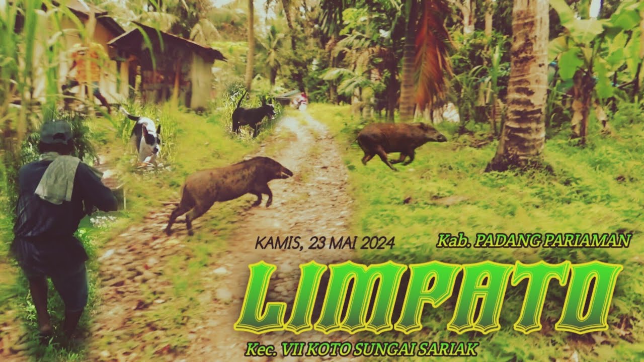 BANYAK BABI YANG LUKA HAMPIR MEMAKAN KORBAN || LIMPATO - YouTube