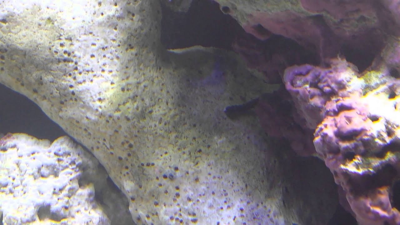 Saltwater aquarium mystery worm snake anemone? - YouTube