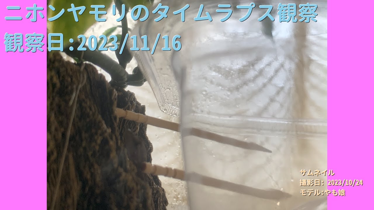 【For Work】 RPi-Cam-Web-Interfaceを使ったテスト（Timelapse） 2023年11月16日 - YouTube