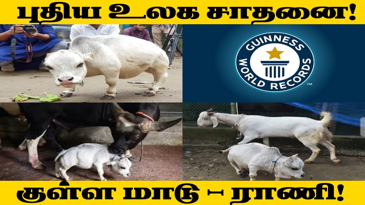 Rani | Dwarf cow in Bangladesh attracts thousands amid lockdown; owner ...