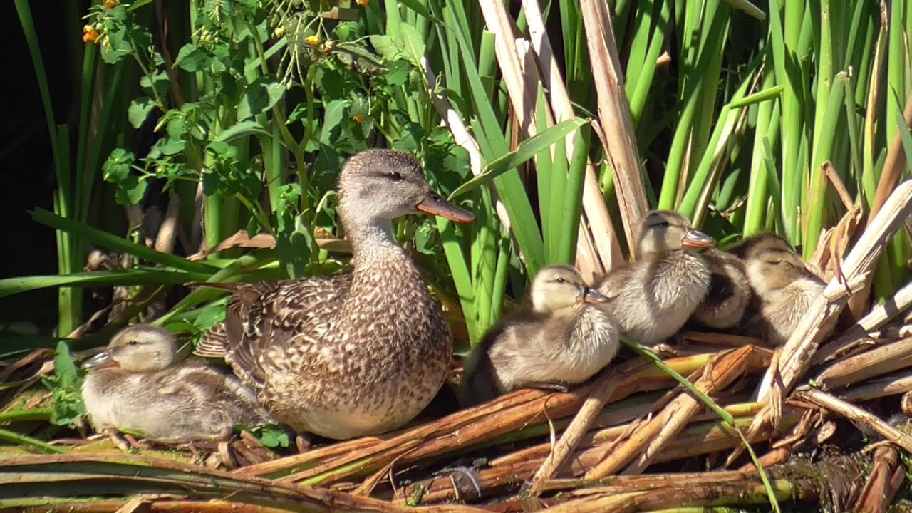 Mallard family portrait - YouTube