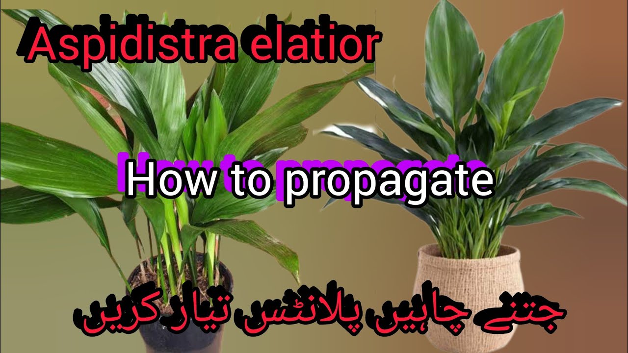 Aspidistra elatior care for blooming and propagation//Bloom with SI ...