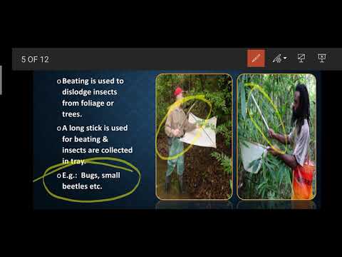 Entomology_ Insect collection methods - YouTube