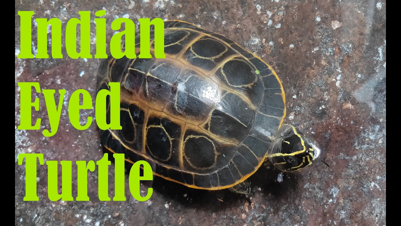 #Animal : Indian Eyed Turtle Show : AMPHIBIANS - YouTube