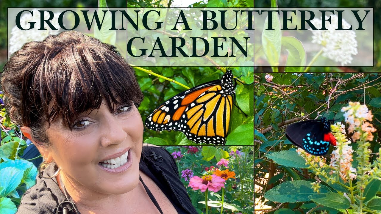 Exciting Updates from my Florida Butterfly Garden: Native Plants ...