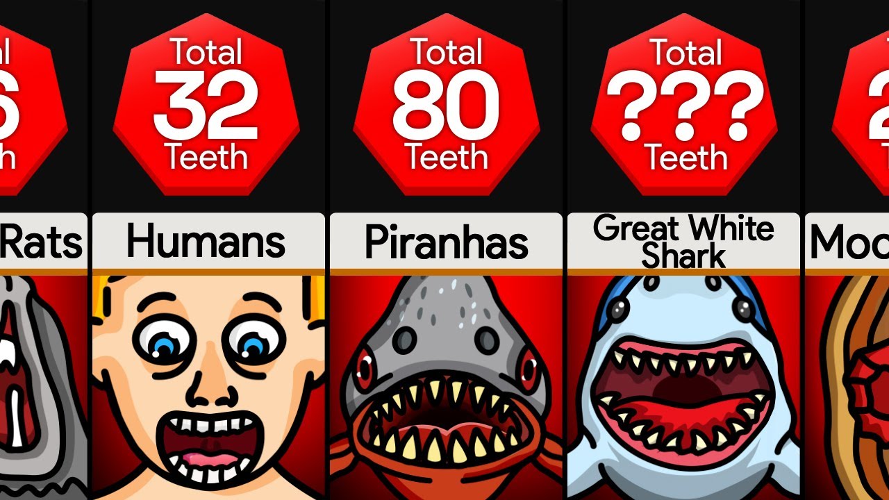 Comparison: Number of Teeth In Animals - YouTube