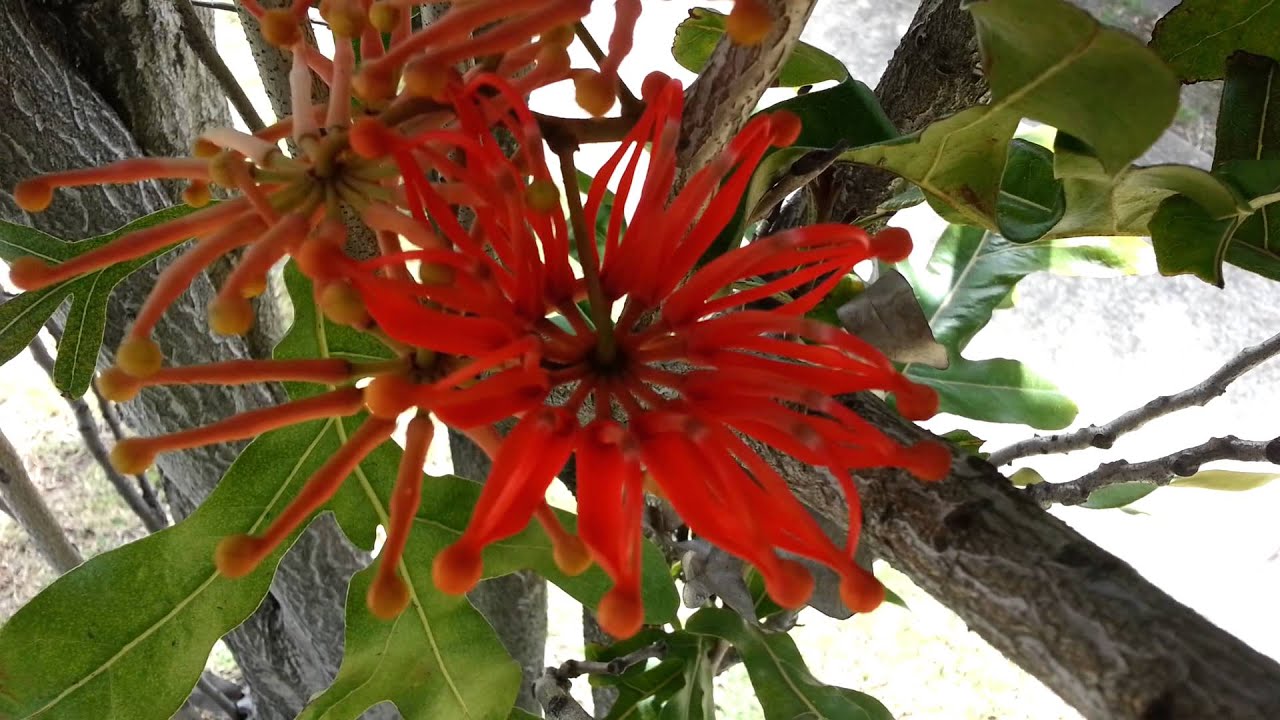 Stenocarpus sinuatus seed pods - Firewheel Tree HD 02 - YouTube