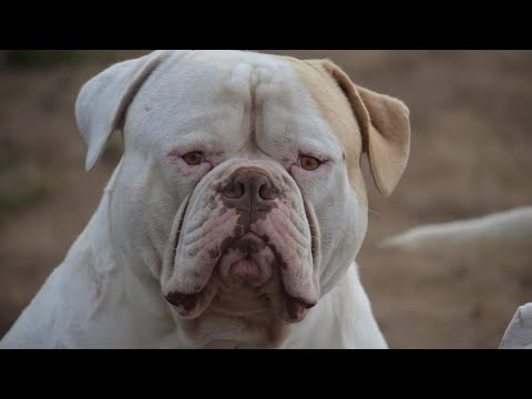 BB INITIALS CLYDE. Bulldog Americano - YouTube