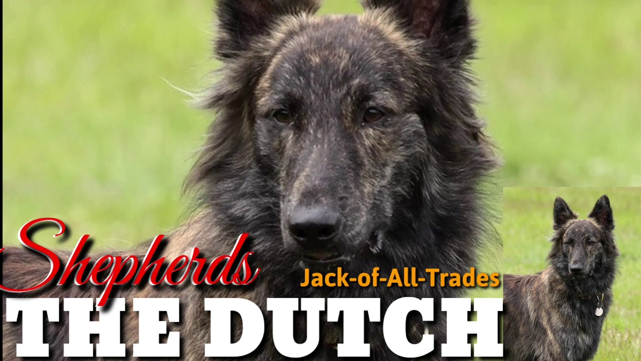 The Dutch Shepherd: Jack of All Trades Breed: Working Herding Dogs ...