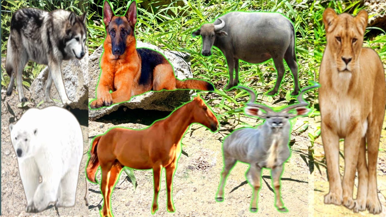 Belajar Hewan : Anjing, Kuda, Rusa, dan Kerbau. - YouTube