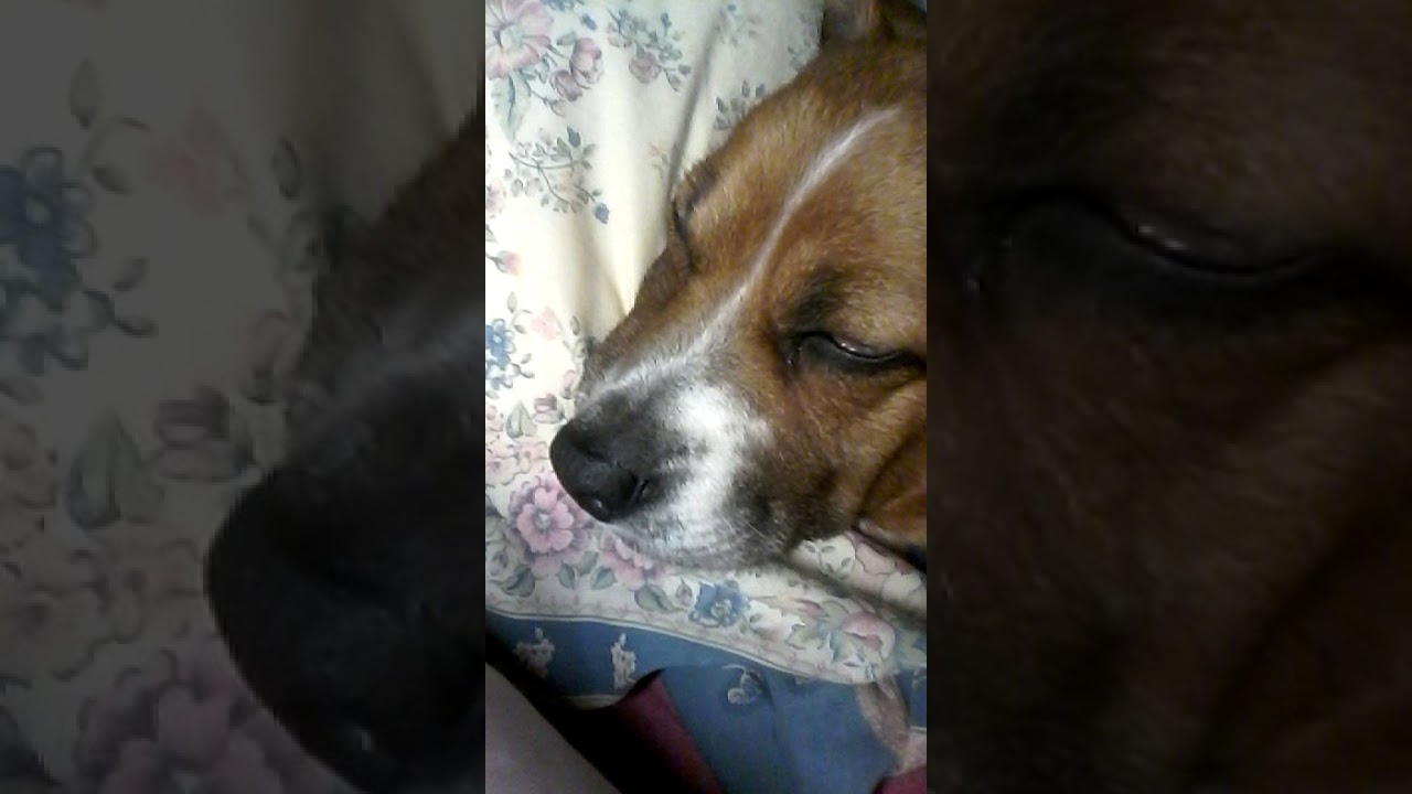 RIP the barrel (Beagle Bedtym) - YouTube