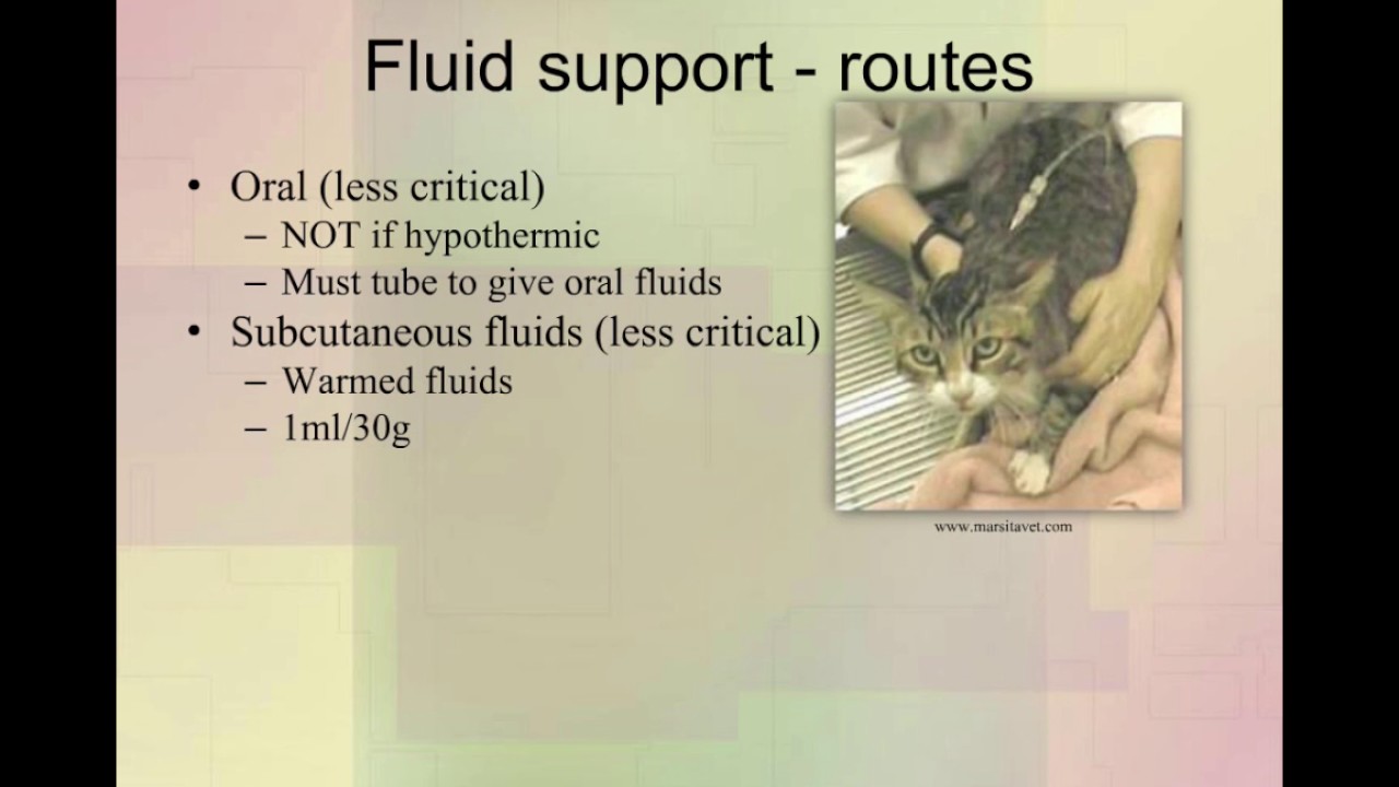 Critical Care of the Sick Neonatal Kitten: 6. Fluid Support - class ...