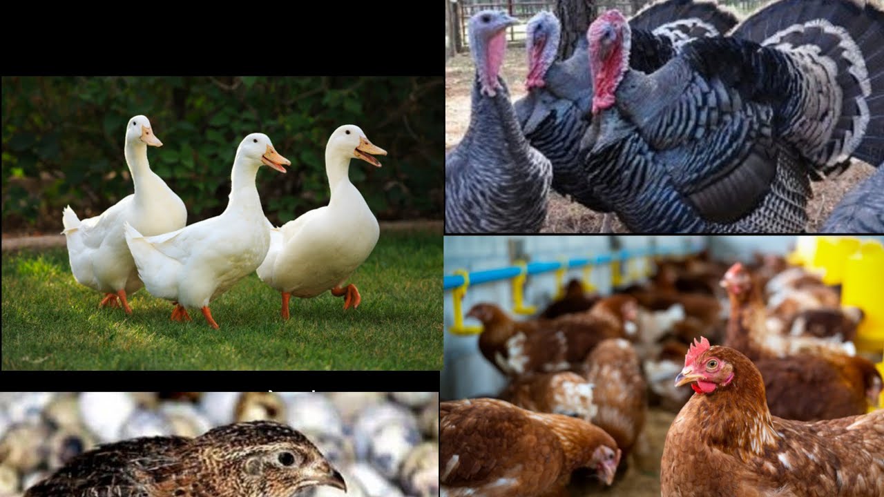 Hewan ternak berkaki 2 - YouTube