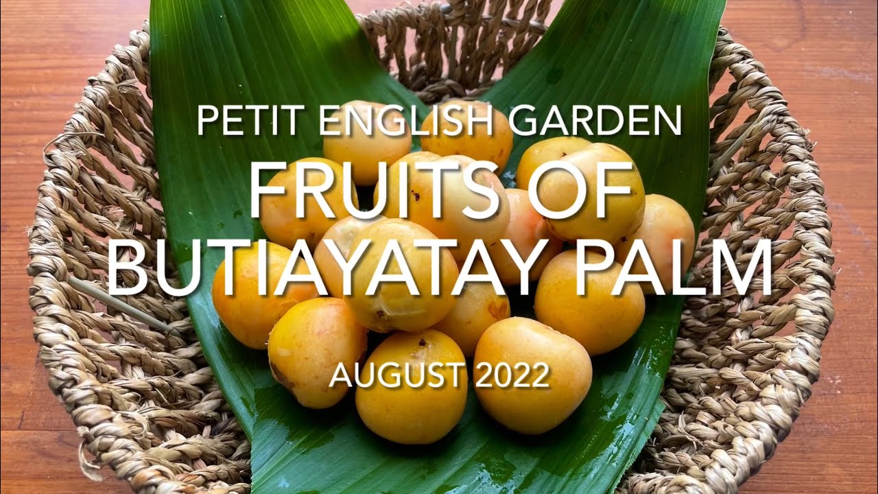 Fruits of Butia Yatay Palm - YouTube