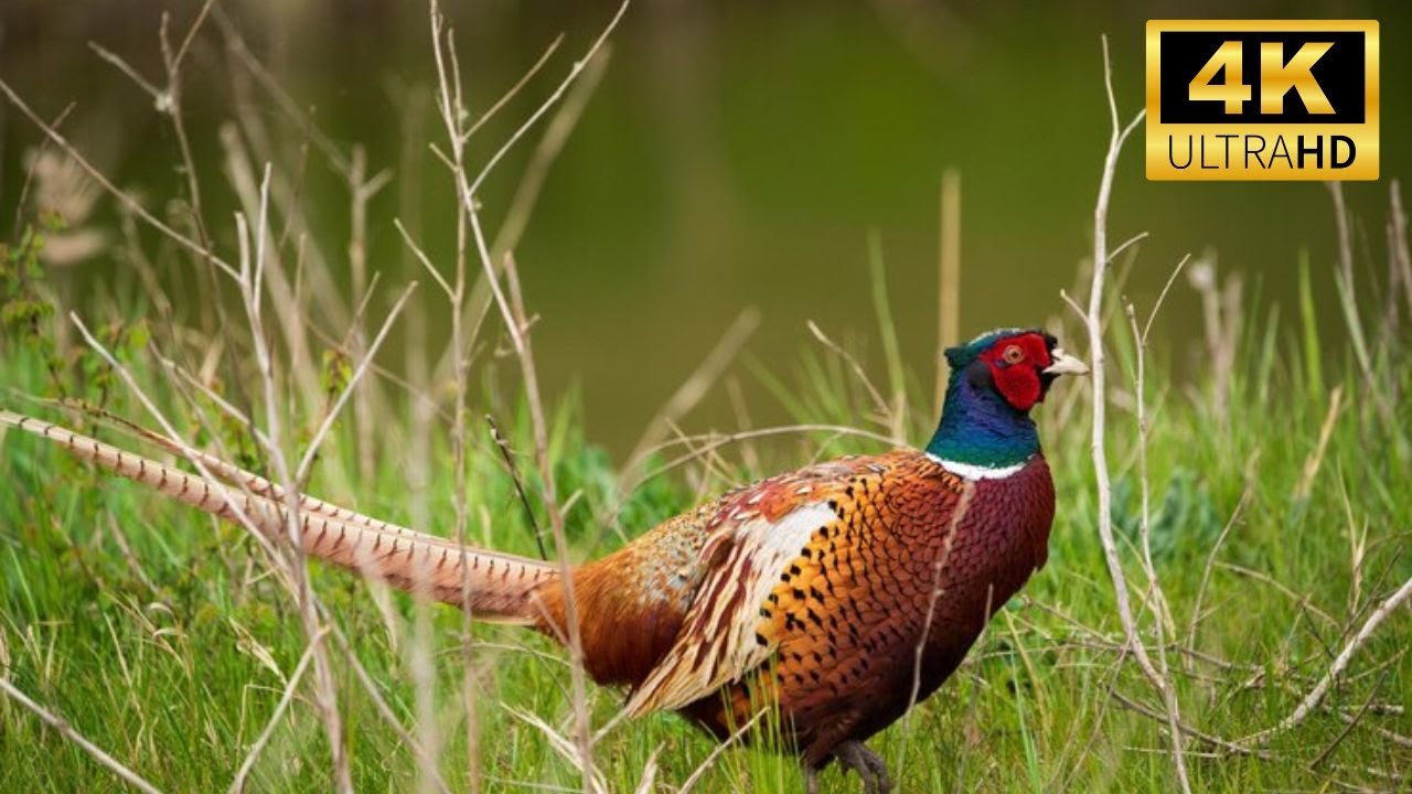 "Discover the Magnificent Ring-Necked Pheasant | Striking Colors of ...