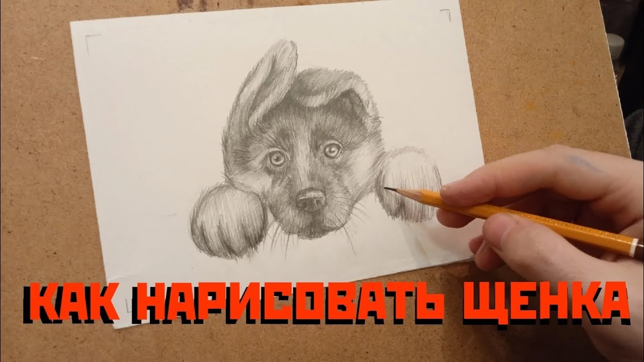 Как нарисовать щенка Youtube