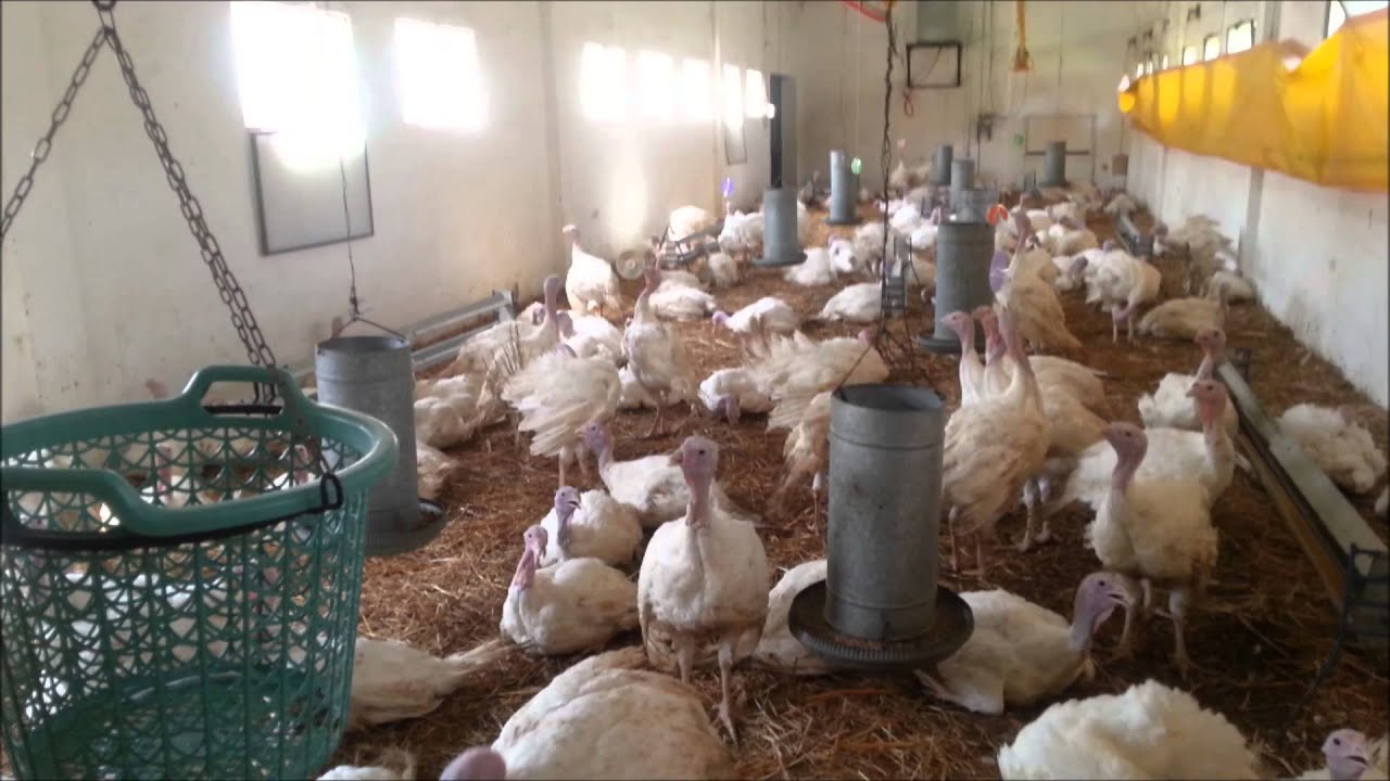 visite technique a l institut royale des techniciens spécialisés en Elevage fouarate kenitra ...