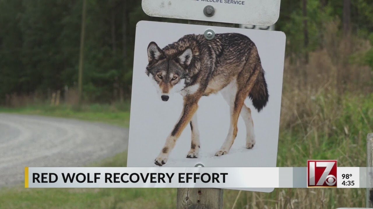 Red wolf recovery effort - YouTube