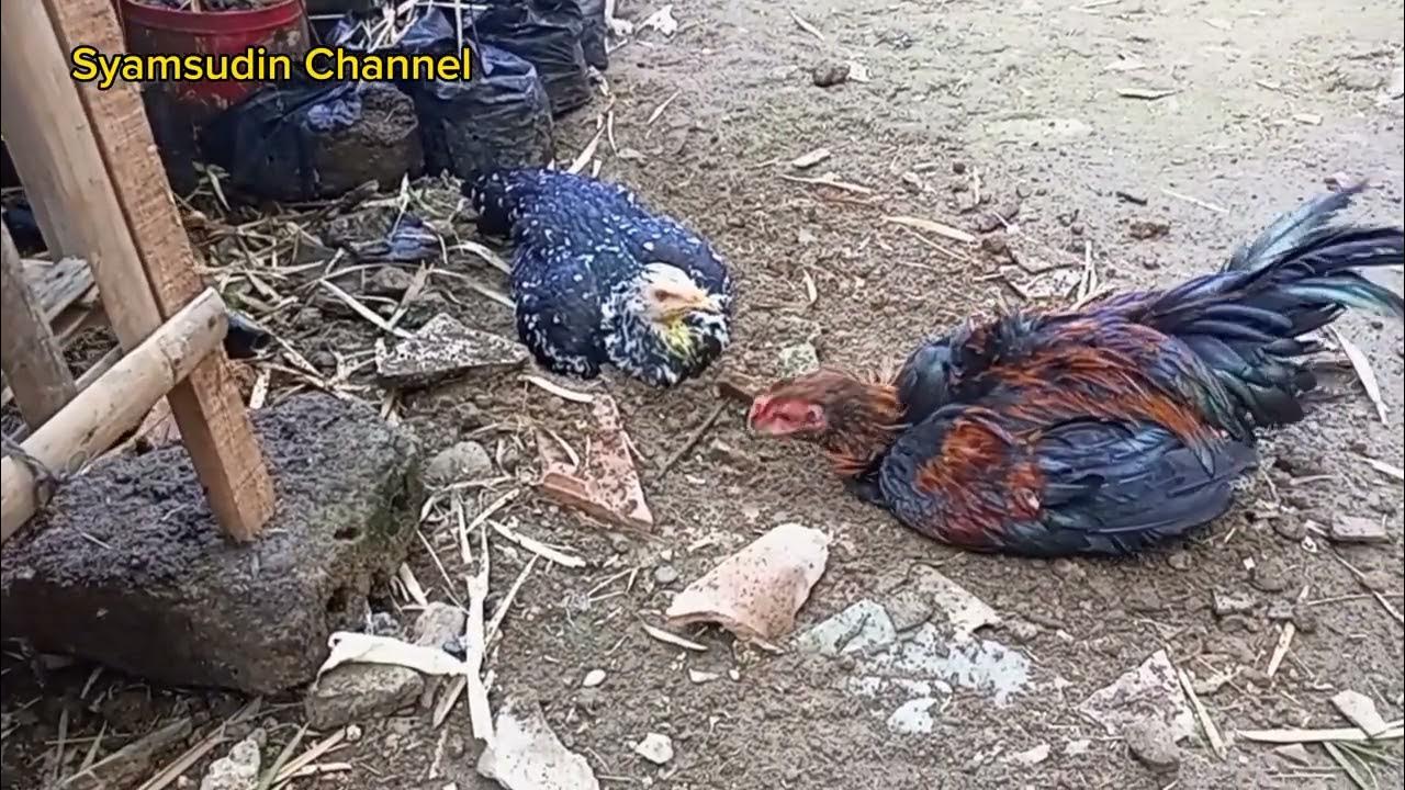 Ayam Walik Jantan Yunior Vs Ayam Bangkok Betina Yunior Youtube