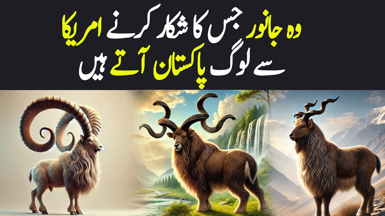 Why Do People Pay to Hunt the Markhor? Trophy Hunting Explained ...