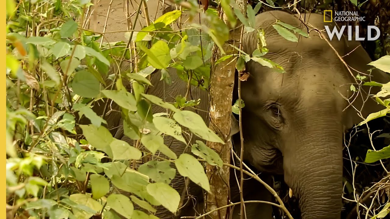 How Asian Elephants Communicate | Nat Geo WILD - YouTube