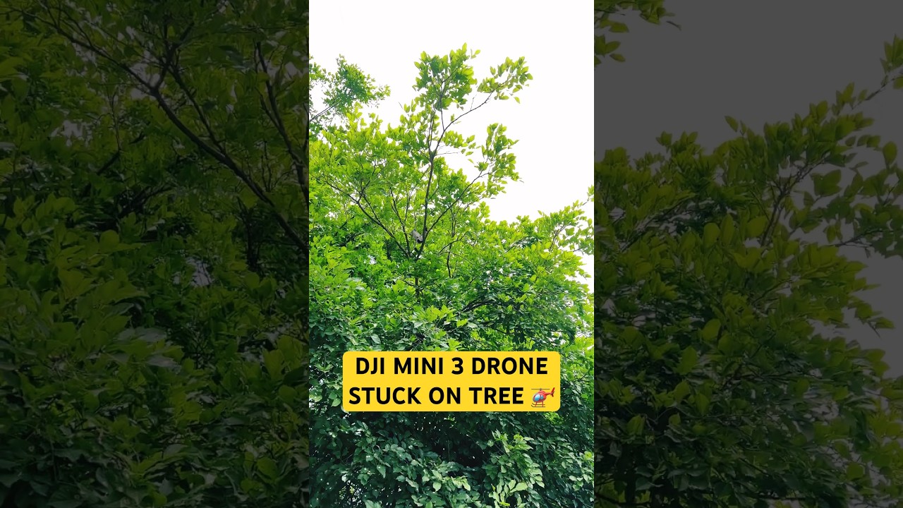 DJI Mini 3 Pro Drone Stuck in Tree during Back to Home #djiminipro3 # ...