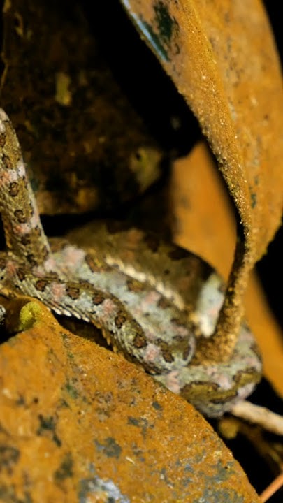 Snake's Incredible Heat-Sensing Superpower! #sciencefacts # ...