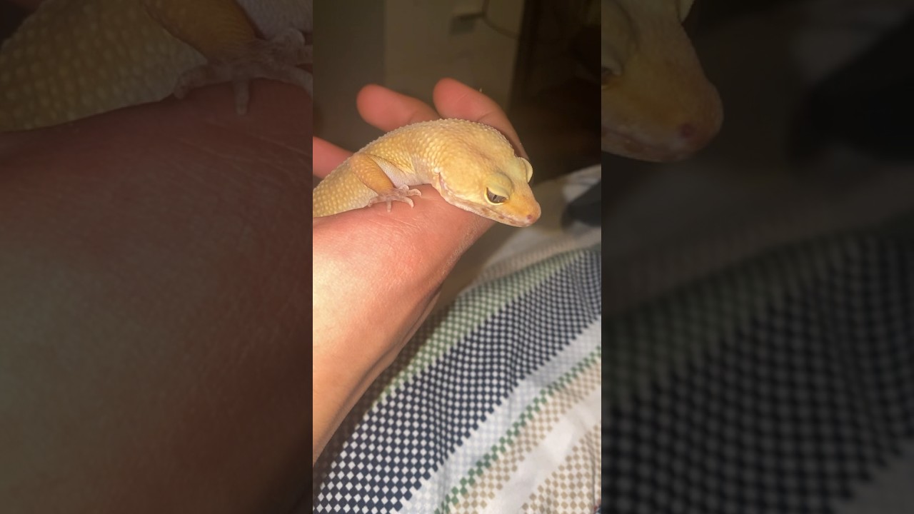 Adorable Leopard Gecko Has Super Awesome Eyes Leopardgecko Adorable Geckoreptile Lizard