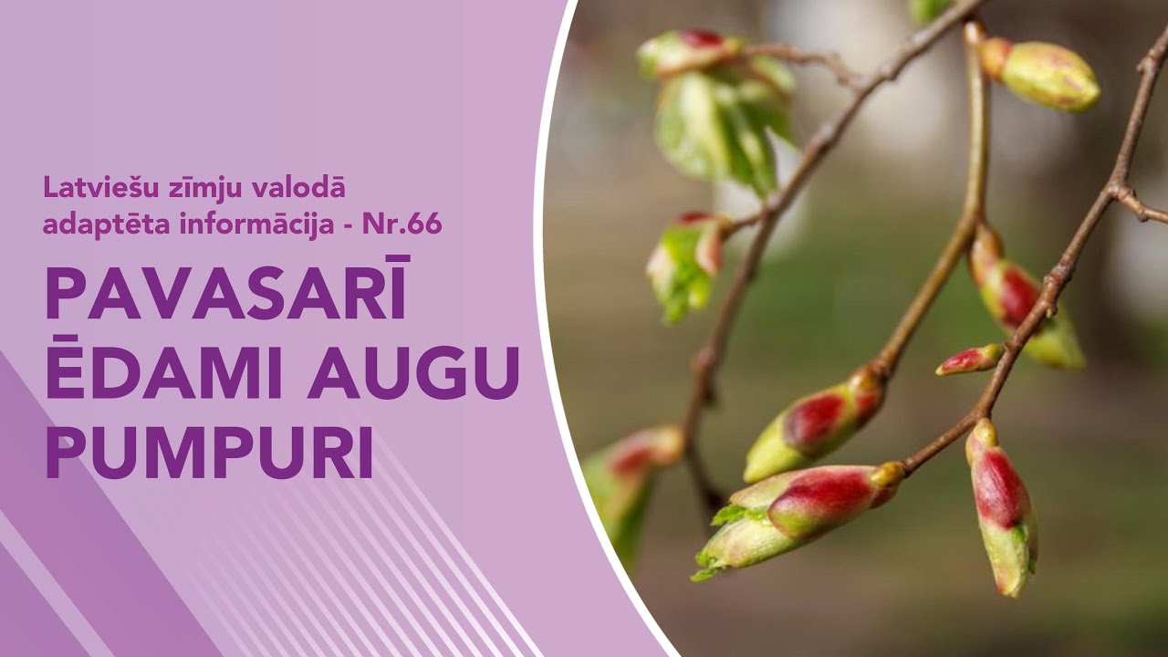 Video ziņas Nr. 66 "Pavasarī ēdami augu pumpuri" - YouTube