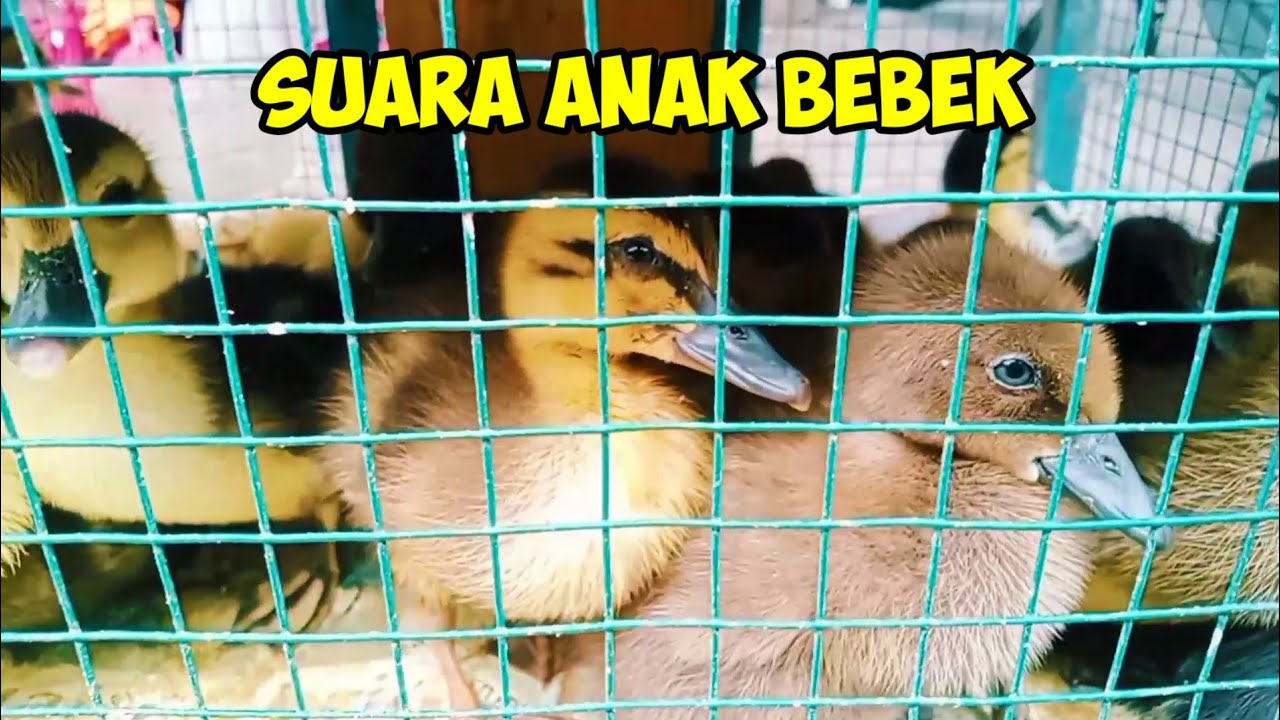 Suara Anak Bebek Memanggil Induknya - YouTube